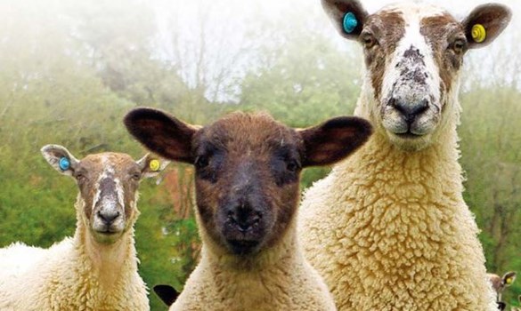 Recent advances in our understanding of CODD | AHDB