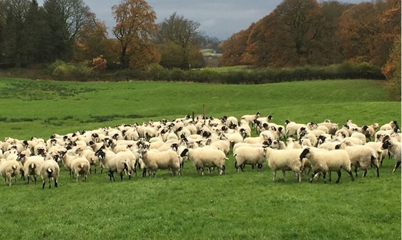 AHDB Challenge Sheep: Testing for anthelmintic resistance | AHDB