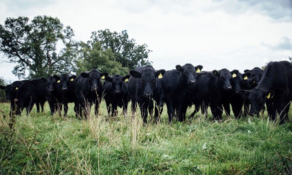 Devon: Buitelaar B&B open day | AHDB