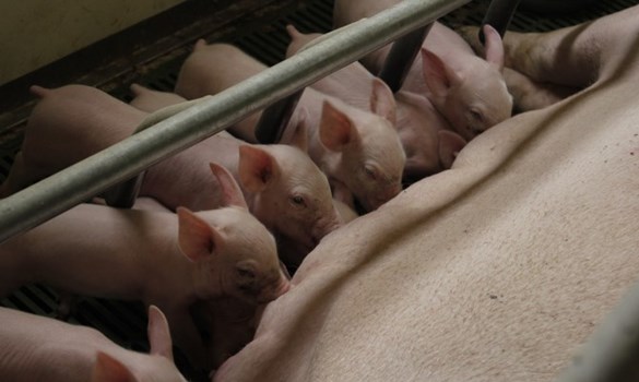 Advanced farrowing management (indoor) | AHDB