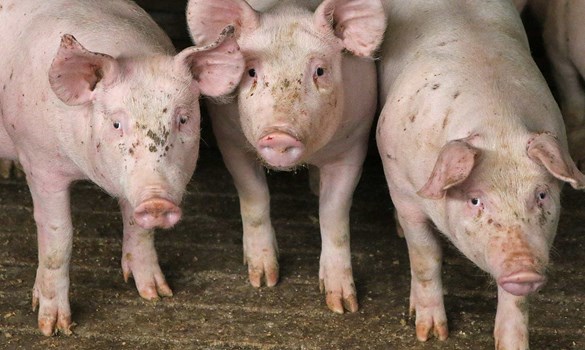 Advanced gilt management | AHDB