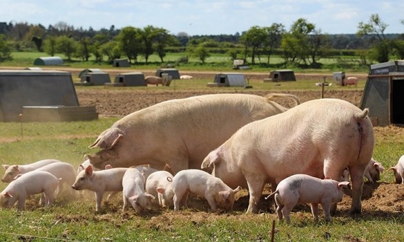 Pigs in the rotation – cover crop trial results | AHDB