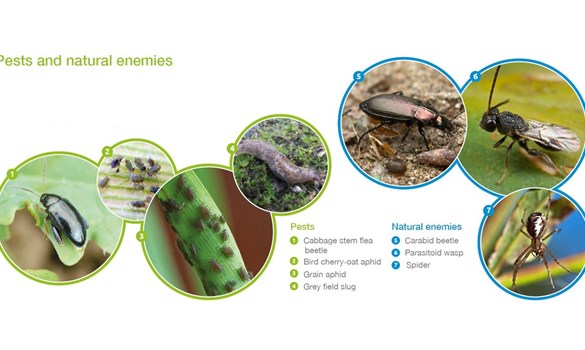 How to monitor for key insect pests and beneficials | AHDB