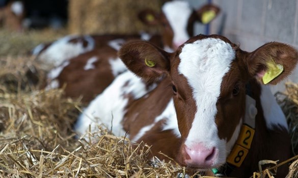 Webinar: The benefits of pair compared to individual calf housing | AHDB