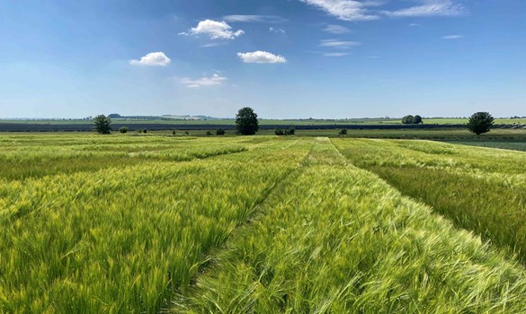 NIAB TAG Croft Open Day featuring Arable Connections - showcasing crop ...