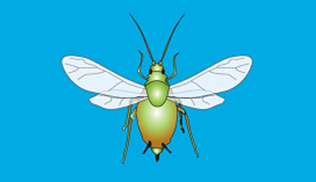 The UK aphid monitoring network | AHDB