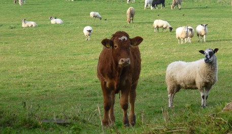 Beef lamb | AHDB