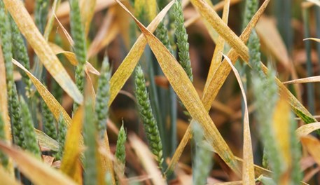 Yellow rust symptoms and management in wheat | AHDB