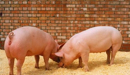 Gilt management | AHDB