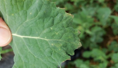 How to manage light leaf spot in oilseed rape | AHDB