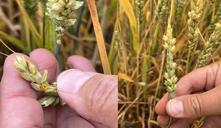 Recommended Lists for cereals and oilseeds (RL) | AHDB