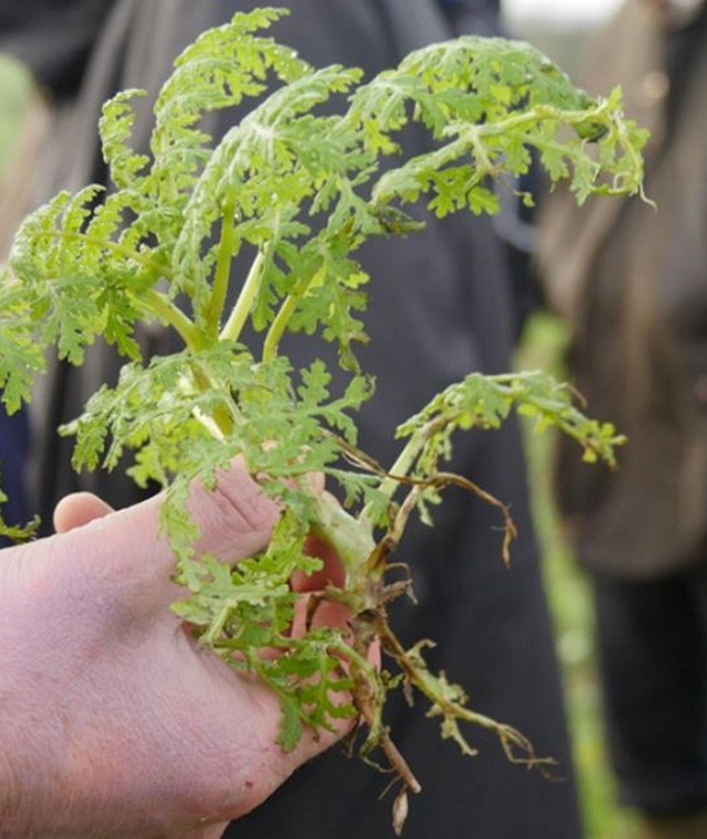 Cereals & Oilseeds | AHDB