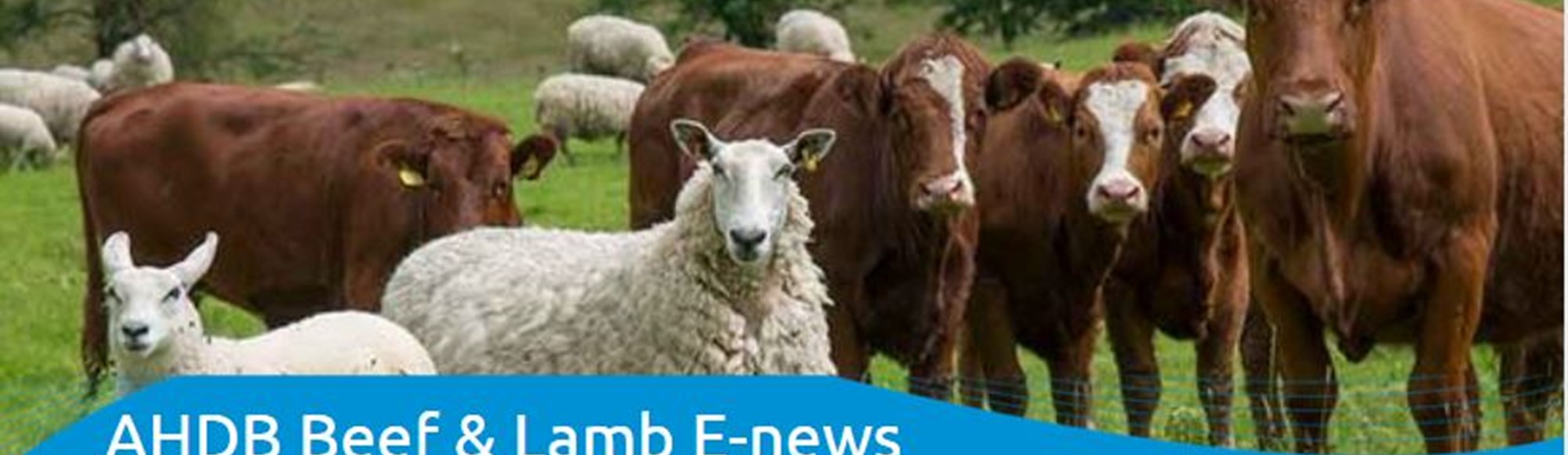 Beef lamb | AHDB