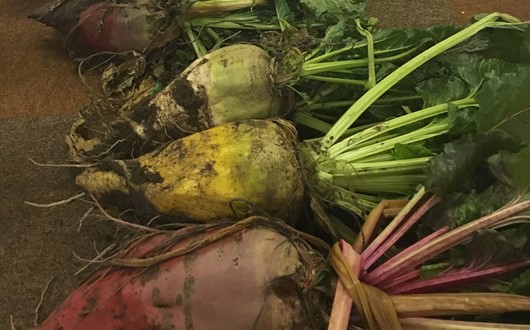 Webinar: Growing fodder beet in Scotland | AHDB