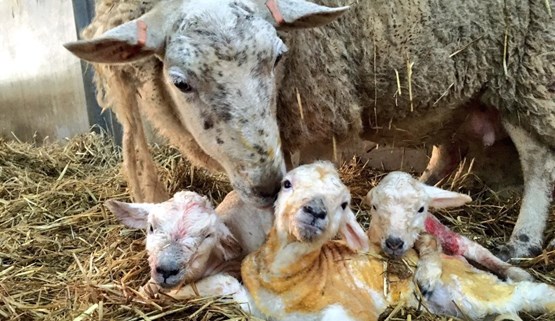 Colostrum Is Gold: feeding colostrum to calves, lambs and piglets | AHDB