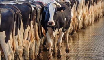 Optimising transition to maximise performance | AHDB