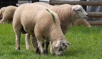 Lamb: Cost of production and performance | AHDB