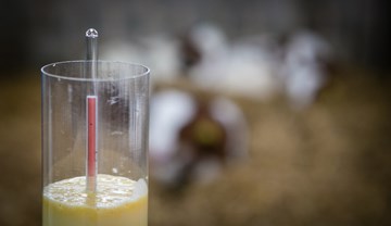 Colostrum management for lambs | AHDB