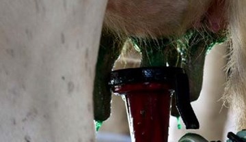 Mastitis pathogens | AHDB