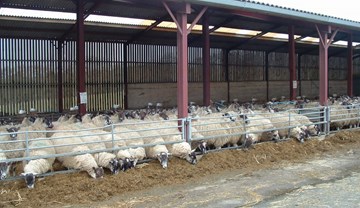 Vitamins & Minerals for Beef and Sheep Farmers | AHDB