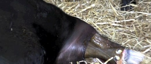 Minimising calving difficulties - Calf care after calving | AHDB