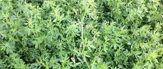 Field selection and preparation for growing lucerne | AHDB