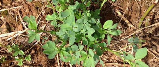 Options for growing lucerne | AHDB