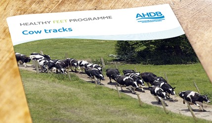 Cow tracks | AHDB