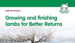 Beef lamb | AHDB