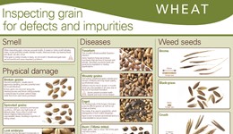 Cereals oilseeds | AHDB