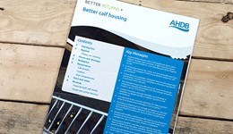 Beef lamb | AHDB