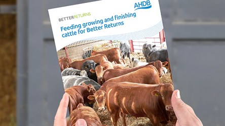 Feeding growing and finishing cattle for Better Returns | AHDB