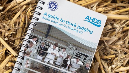 A guide to stock judging | AHDB