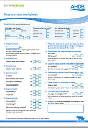 Lamb post mortem | AHDB