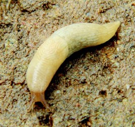 Integrated slug control | AHDB