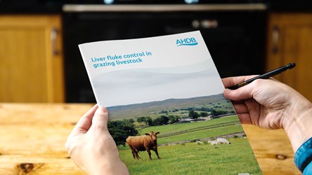 Liver fluke control in grazing livestock | AHDB