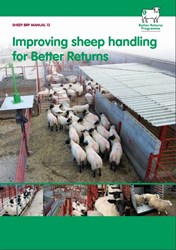 Improving sheep handling for Better Returns | AHDB