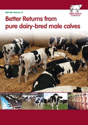 Better Returns from pure dairy bred male calves | AHDB