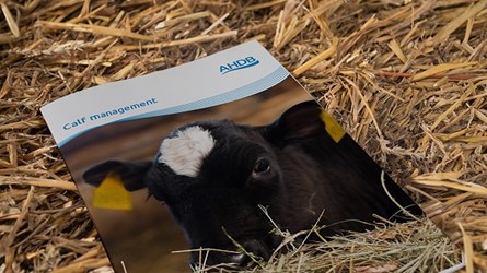 Calf management | AHDB