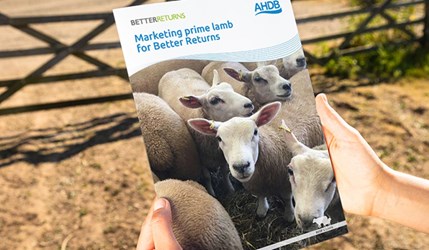 Marketing prime lamb for Better Returns | AHDB