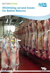 Minimising carcase losses for Better Returns | AHDB