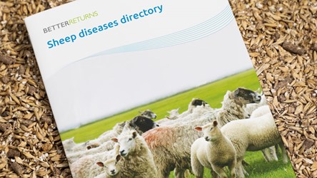 Sheep Diseases Directory | AHDB
