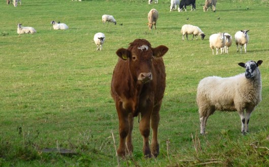 Webinar: Characteristics of top performing beef and sheep farms | AHDB