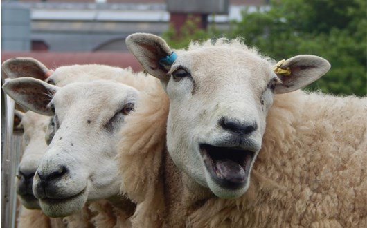 The evolution of sheep breeds revealed in the latest Sheep Breed Survey ...