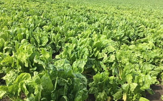 Fodder Beet for Dairy Cattle | AHDB