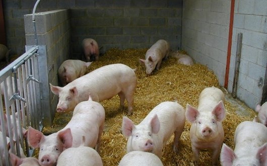 Principles of Pig Production Series: Growing and Finishing | AHDB