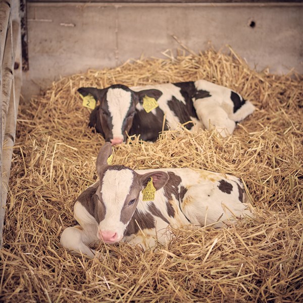 Buscot Wick Farm - strategic dairy farm | AHDB