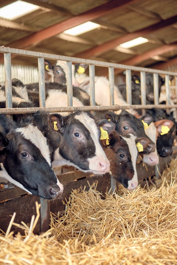 Bridge Farm - strategic dairy farm | AHDB