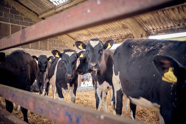 Cockhaise Farm | AHDB