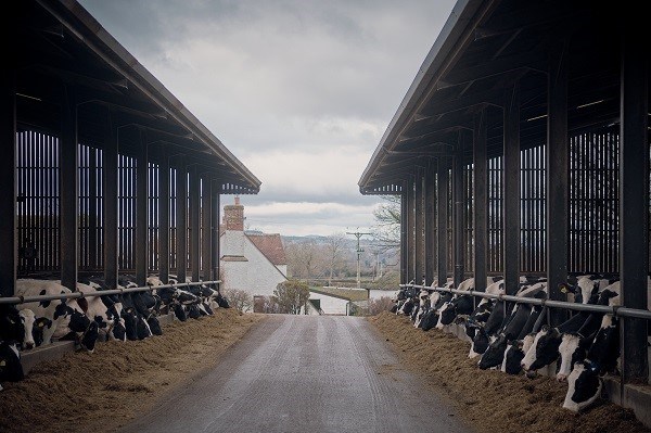 Strategic dairy farm: Bentley Ford Farm | AHDB